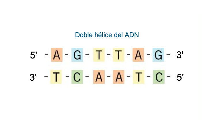 Preguntas de sondeo: ¿Cuáles son los extremos 5' y 3' del ADN?